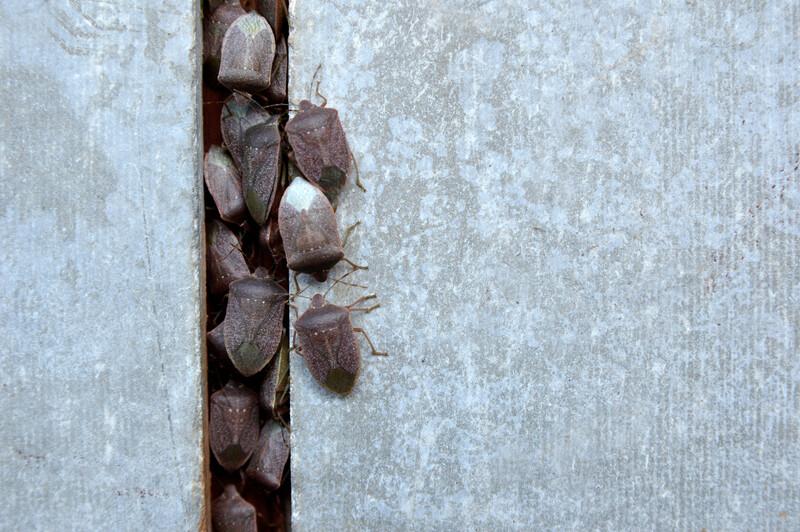 Pee-Yew: How to Deal With a Stink Bug Problem