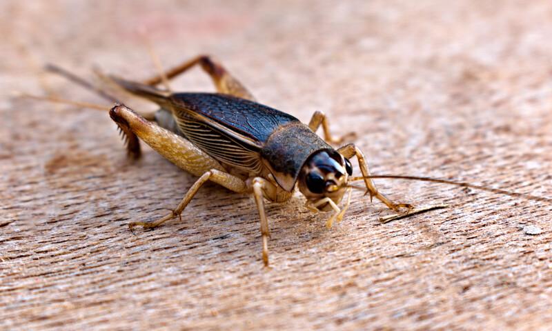 No, You're Not Hearing Things. 6 Ways to Get Crickets to Move Out