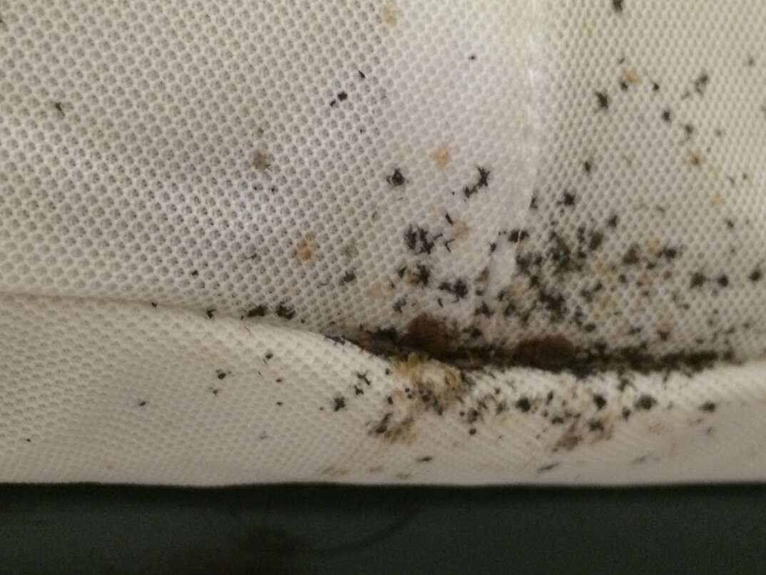 What To Do If You Have Bedbugs HomeServe USA